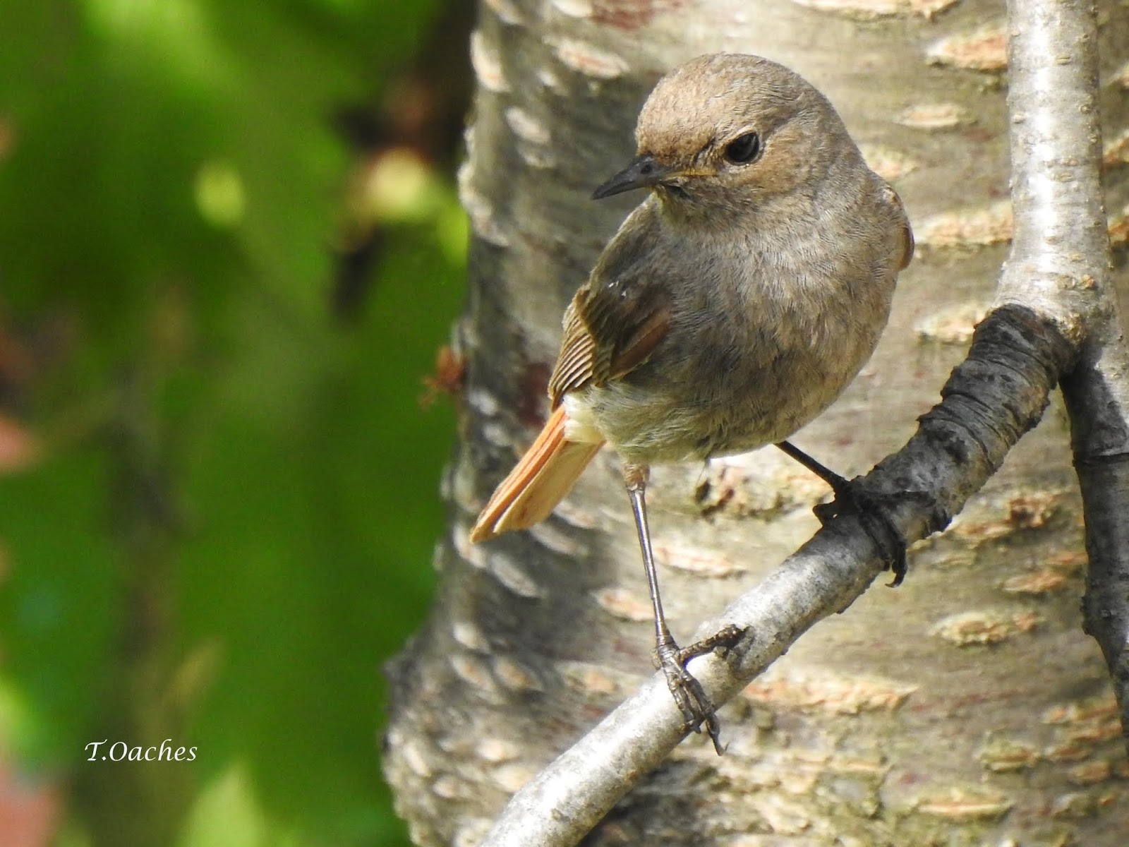 PASARI DIN ROMANIA: CODROS DE MUNTE (1), Phoenicurus ochruros