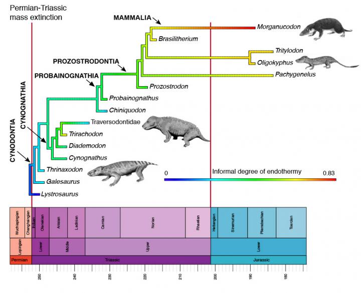 Permian Triassic Extinction