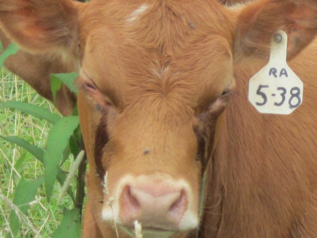 4r Ranch Pinkeye In Cattle