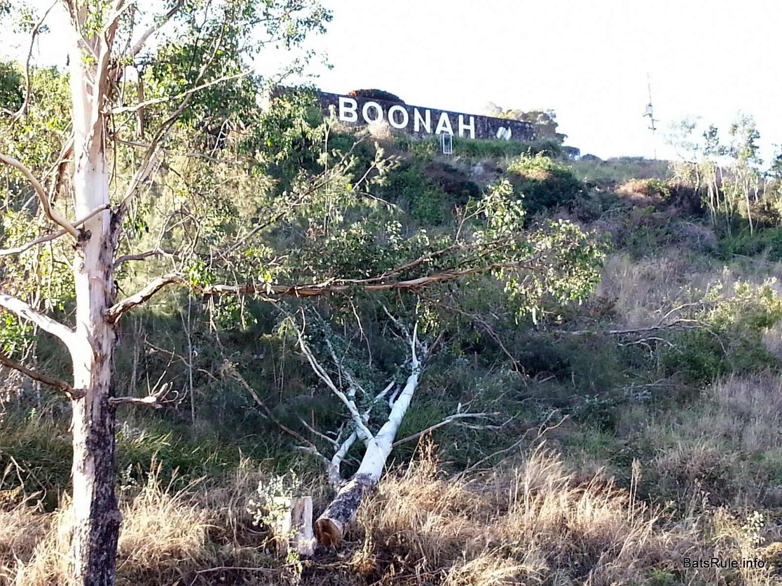 Boonah Queensland after the Megabat dispersal 05/07/2014 Flying-fox ...