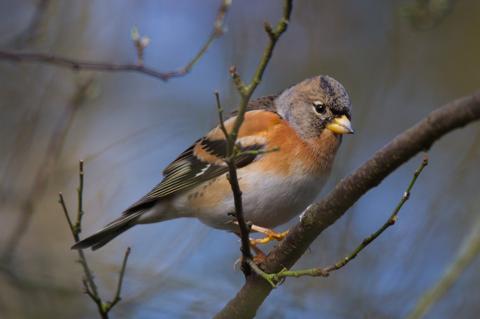 TrogTrogBlog: Bird of the week - Brambling