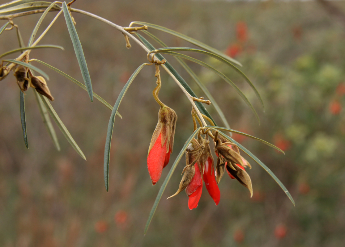 Fabaceae - Leguminosae no Brasil: Collaea