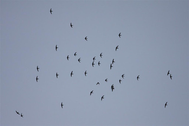 libereali: Rondine o rondone…