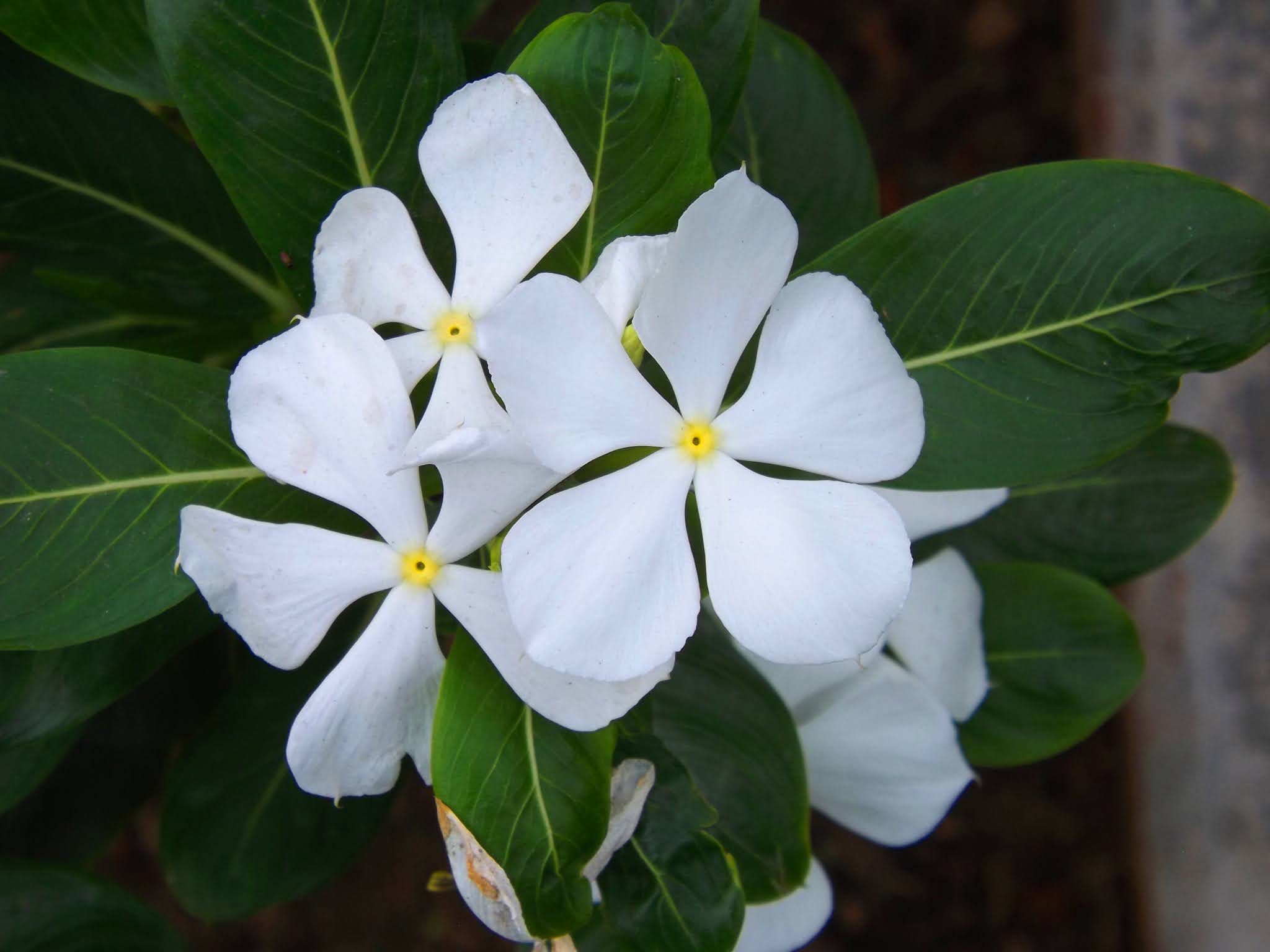 Noyontara or Cape periwinkle, Catharanthus roseus
