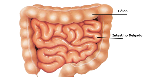 Conexão Saúde: Pólipo Intestinal