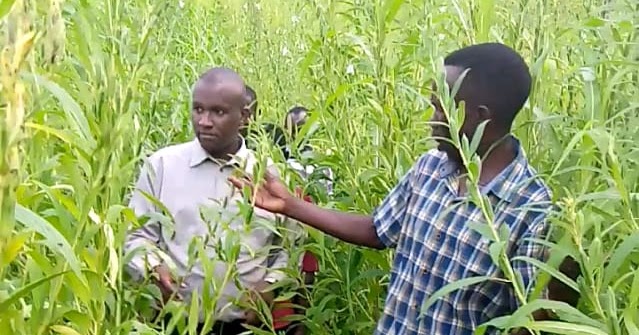 KILIMO CHA UFUTA CHASHIKA KASI MIHAMBWE - CCM Blog