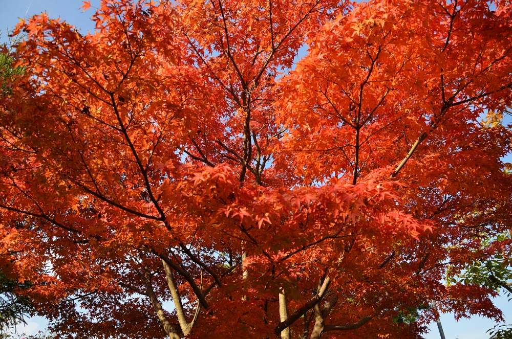 Endless Traveling Map: 7 Places to See Autumn Leaves in Kyushu, Japan
