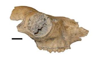 LOS ANIMALES PREHISTORICOS DE CHILE