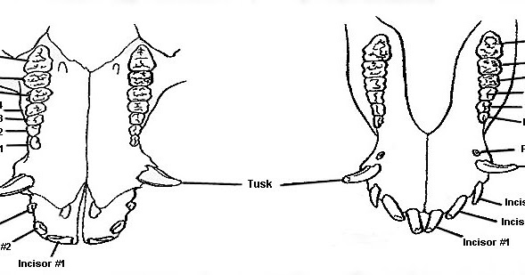Pot Bellied Pigs Blog: Teeth and Tusks In The Mini Pig