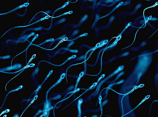 FISIOLOGIA DA REPRODUÇÃO