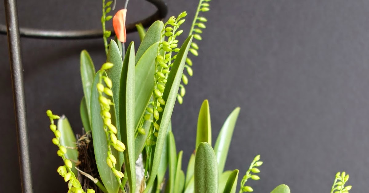 Arne's Orchid Corner: Orchid of the day: Stelis quadrifida or ...