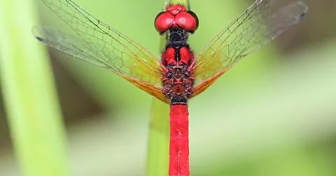 Top 8 smallest and incredible insect in the world ~ World of creatures