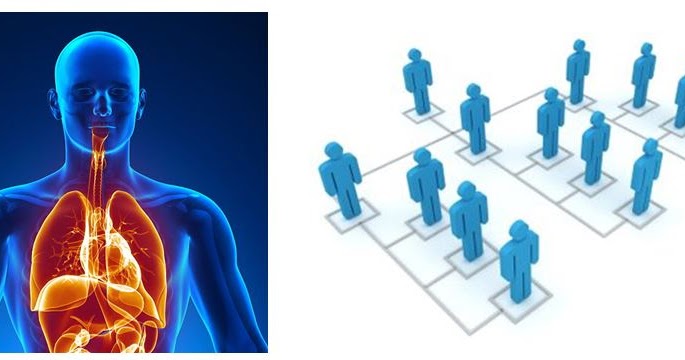 Human Body an excellent analogy to Company Organizations