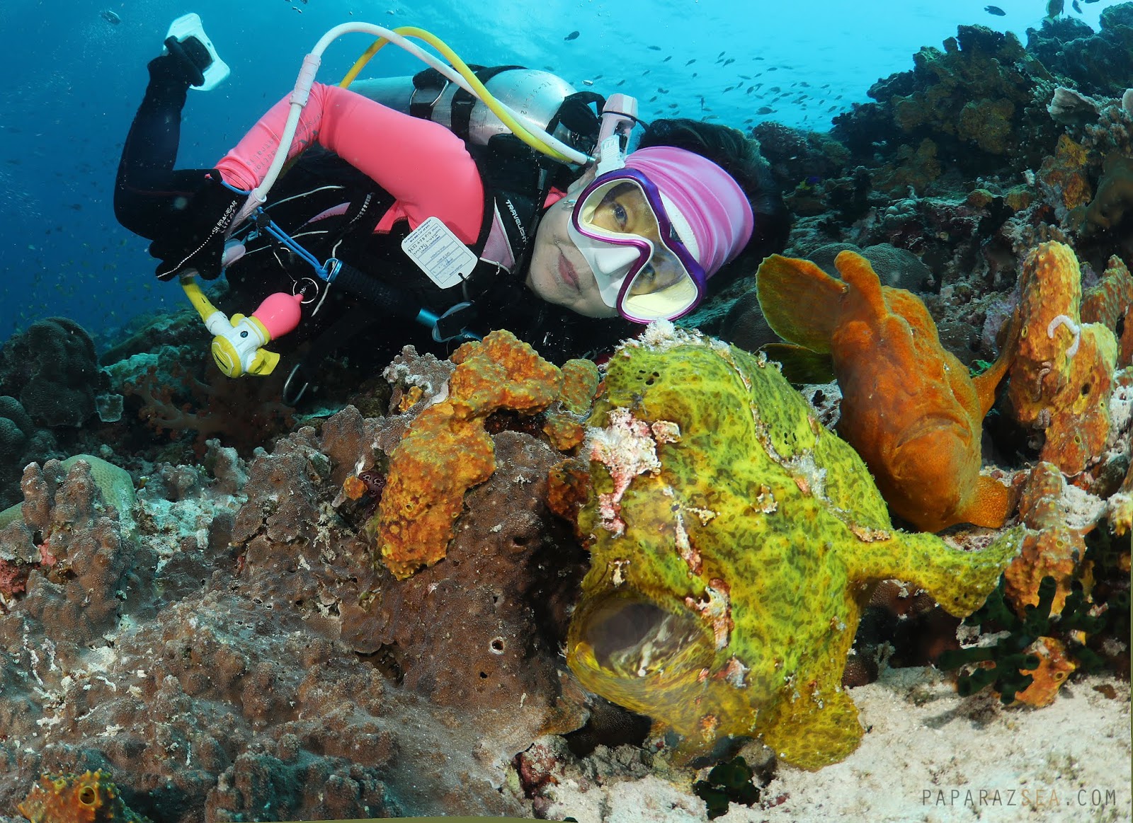 Dive with Millions of Sardines, The Final Run 2019 - PaparazSea