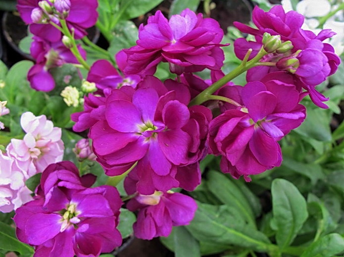 Plantas y flores: Matthiola incana