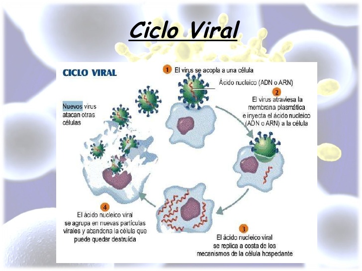 BIOLOGÍA MOLECULAR Y CELULAR : junio 2015