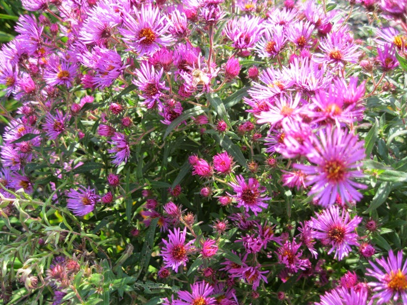 Plants and Stones: Roadside Asters