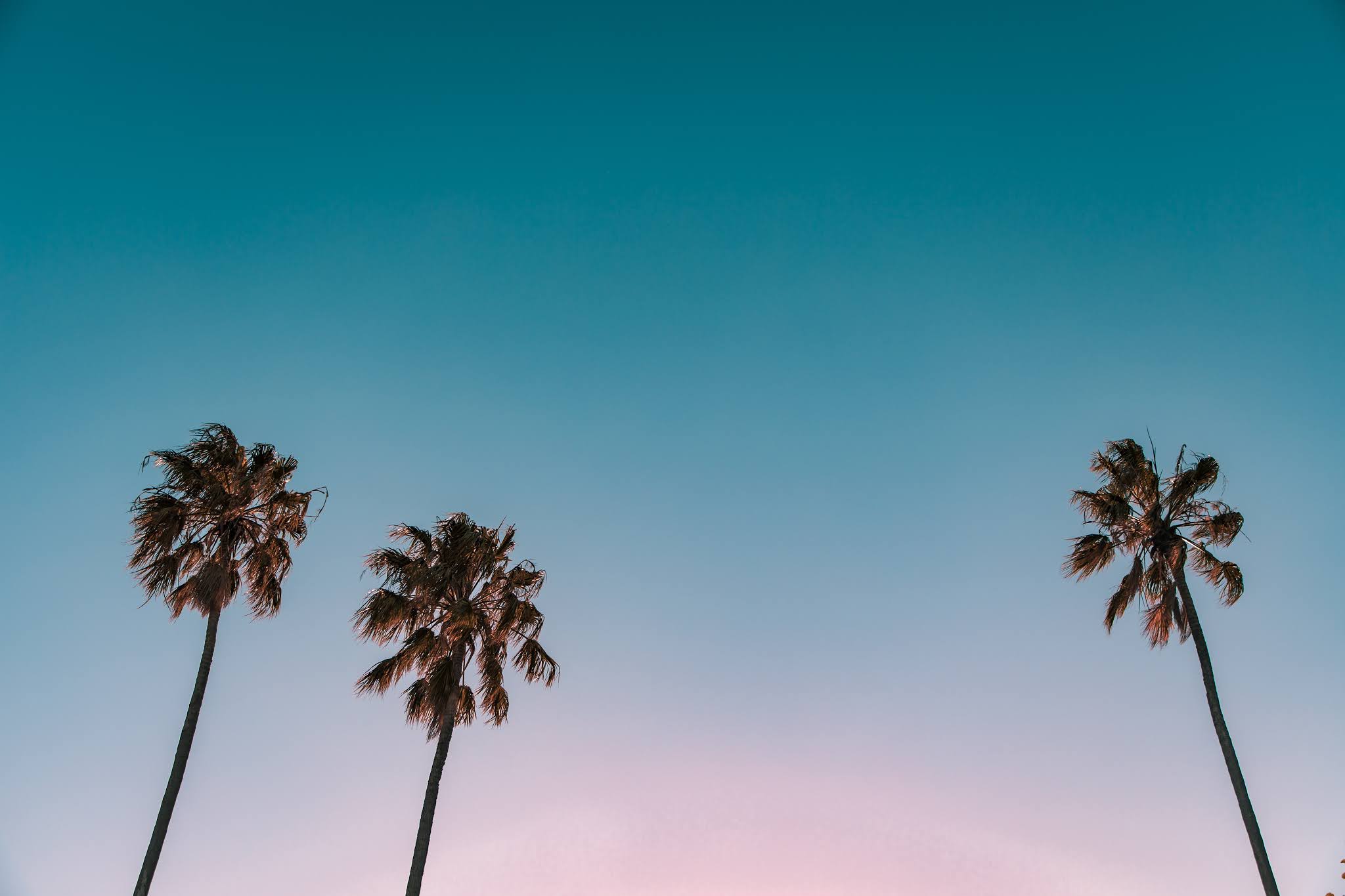 Palm Trees Origin And Why They Symbolised Triumph And Victory Palm Trees Origin And Why They Symbolised Triumph And Victory