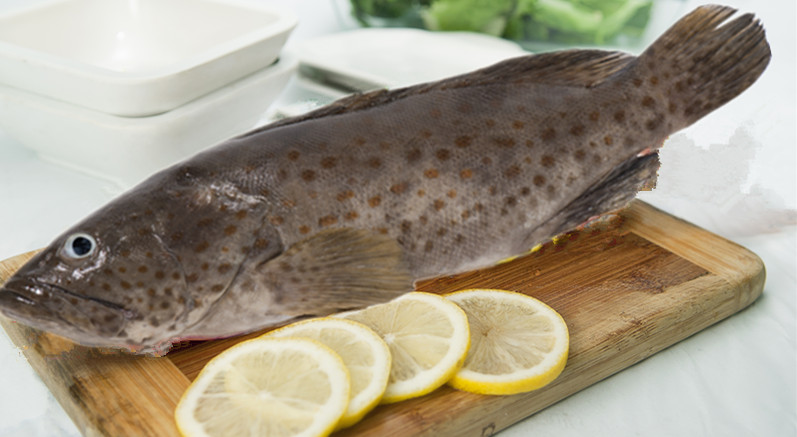 Interesting10 grouper fish facts you should know