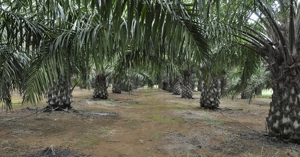 Pesquisa define manejo da irrigação do dendezeiro no Cerrado
