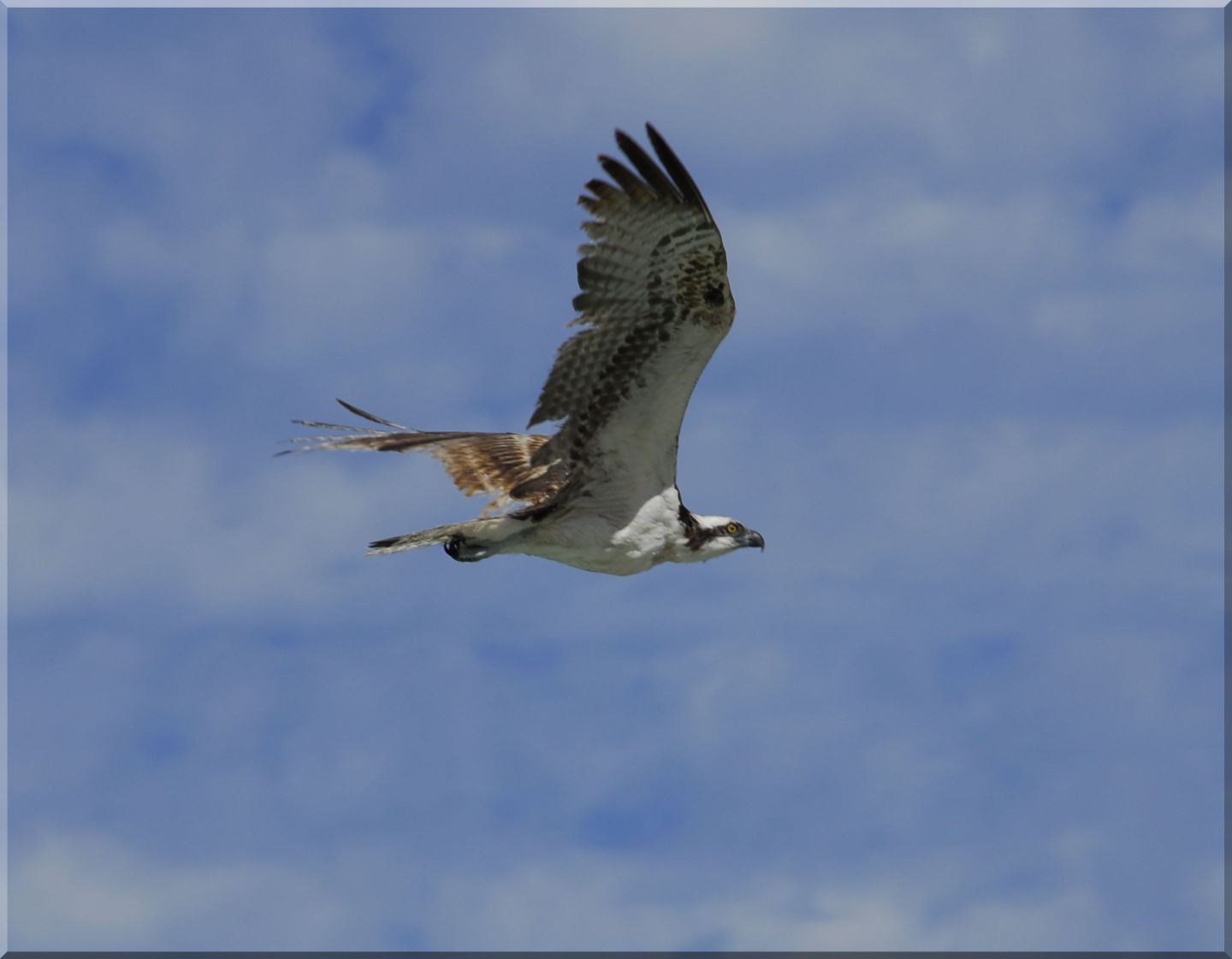 On the Road..........Again: Baby Osprey Photos from Winter 2012