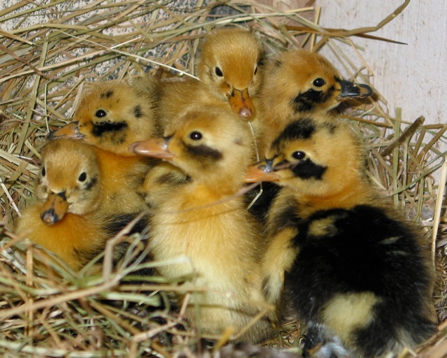 Marblemount Homestead: Ducklings anyone? Ancona ducks for sale!