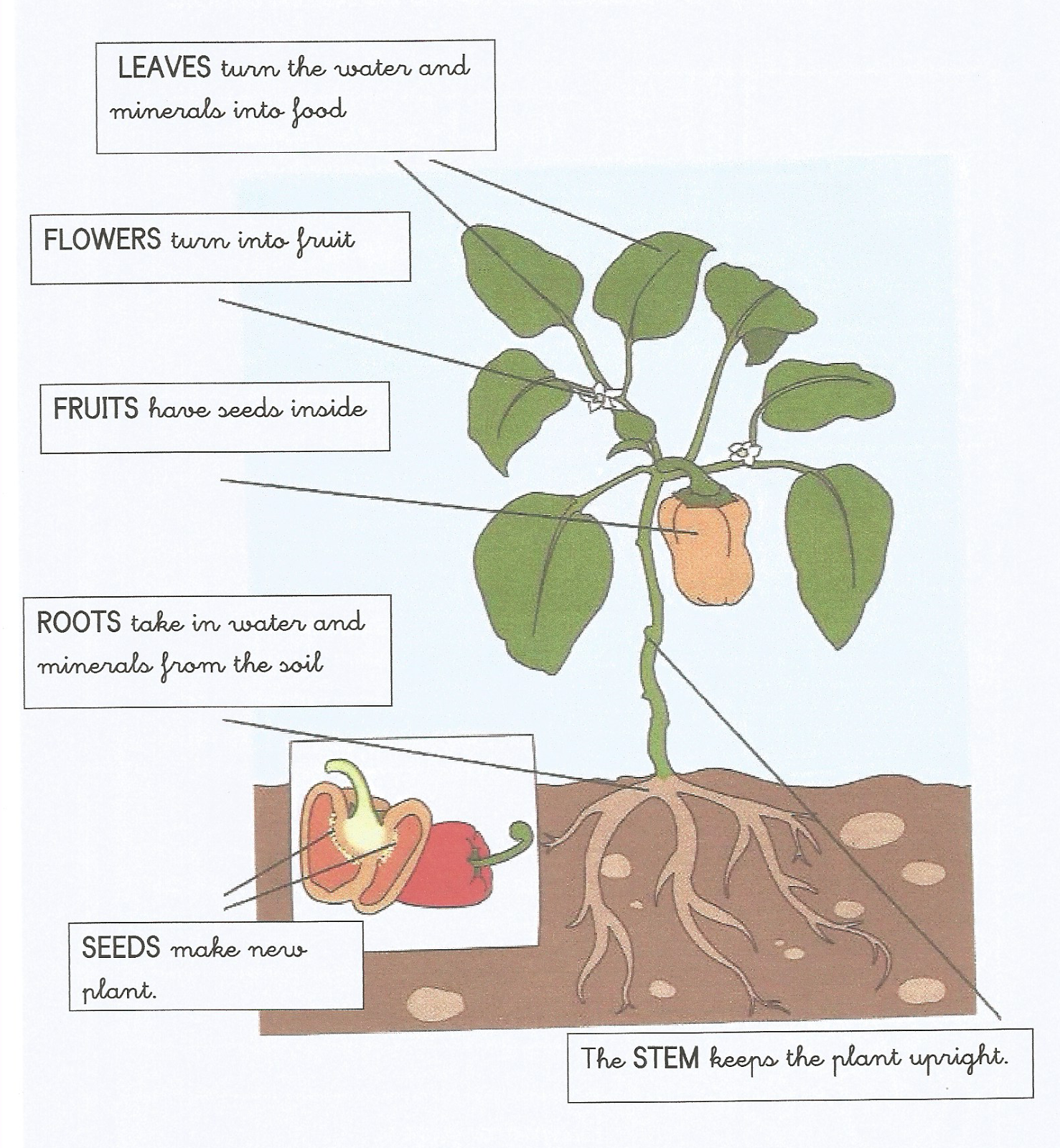 ¡Ya estamos en primaria!: PARTS OF A PLANT (Partes de una planta ) Ficha 12