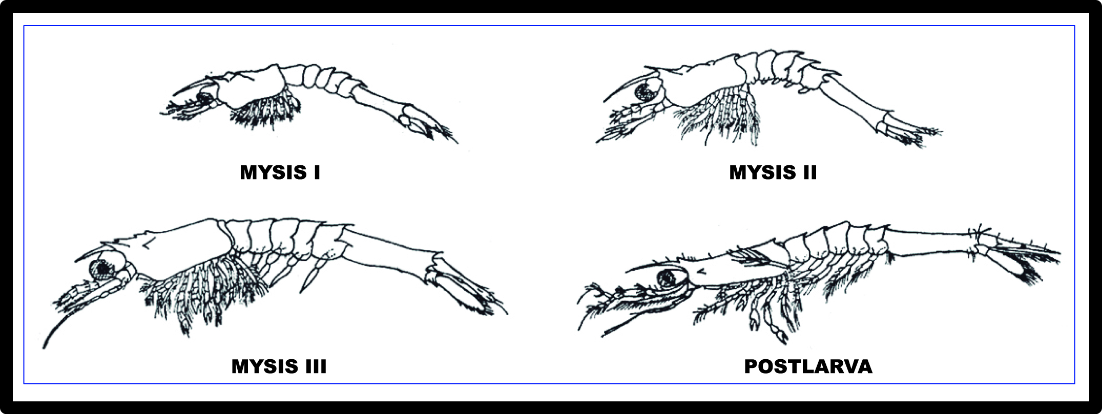 HC4-BIOTEC: Hábito Alimentario