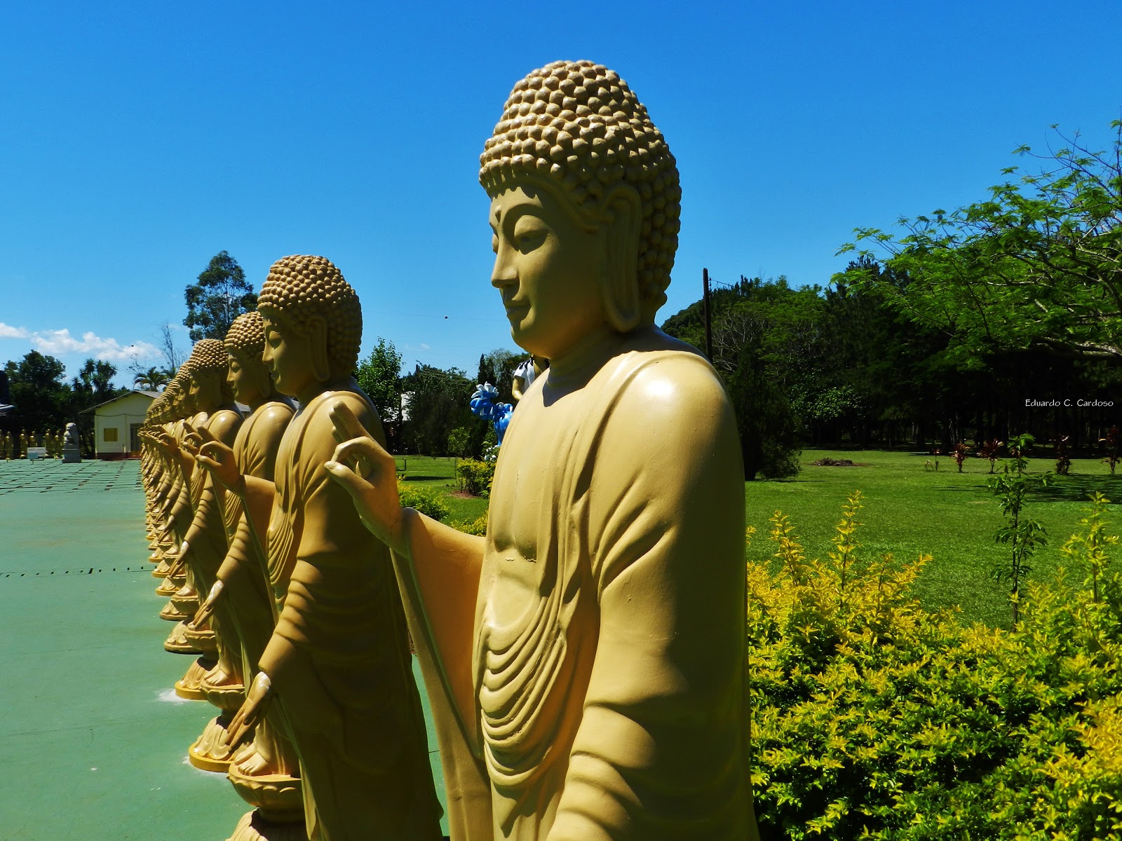 Zooms Gallery: Buda