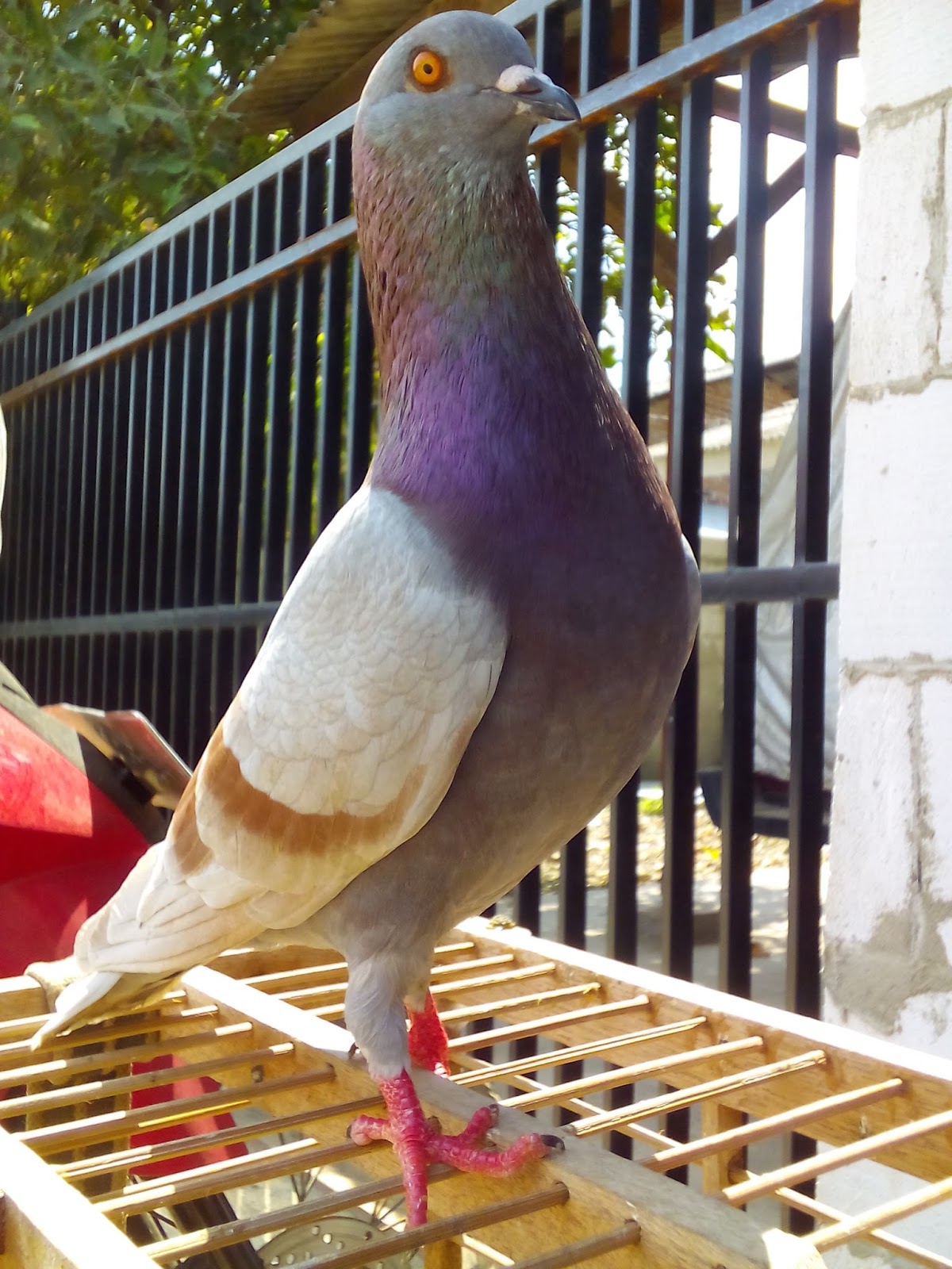 Cara memilih Merpati Yang Tangguh Dan Siap Tempur