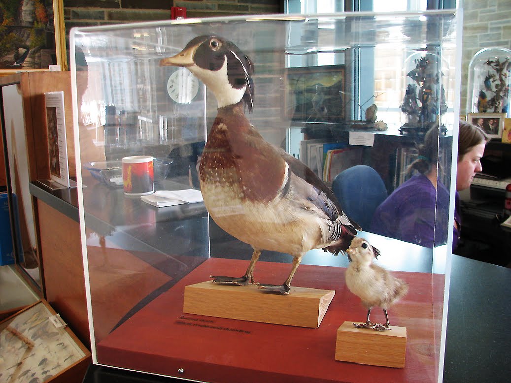 INK-DWELL: CORNELL LAB of ORNITHOLOGY