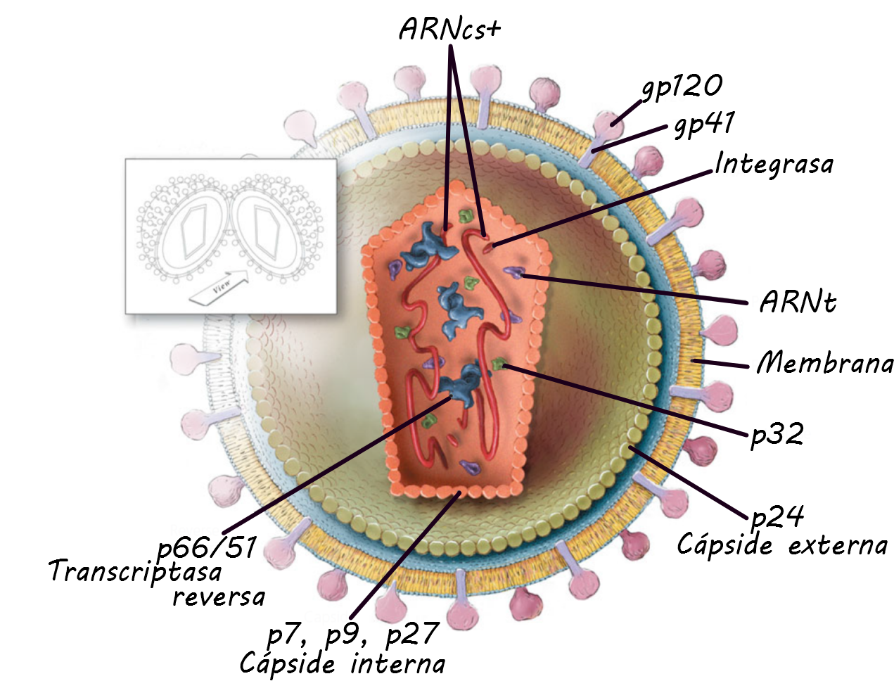 Ciencias de Joseleg: 6 ESTRUCTURA DEL VIRIÓN DEL VIH
