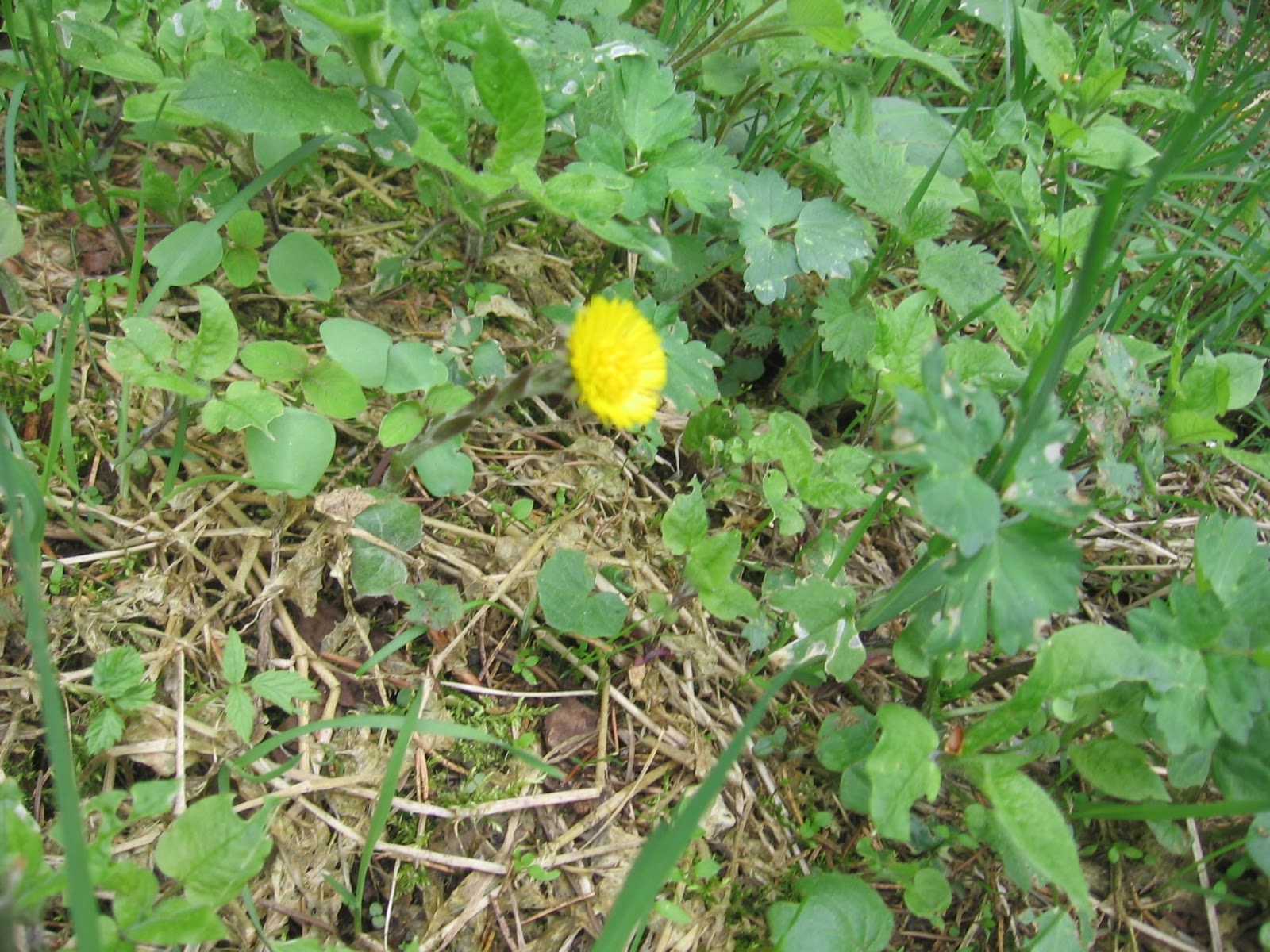 Sanatate pentru prieteni: Podbalul , ajutor in bolile de plamini