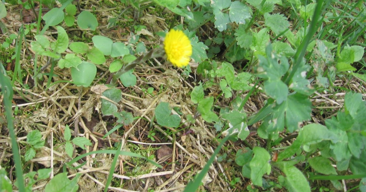 Sanatate pentru prieteni: Podbalul , ajutor in bolile de plamini