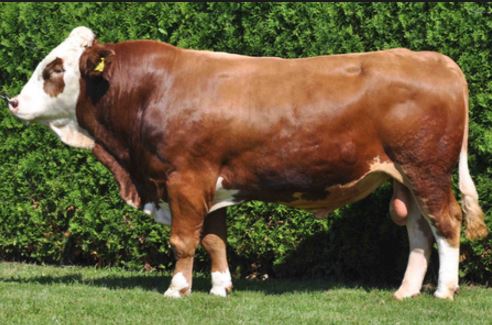 Mengenal Jenis Sapi : Sapi Limousin, Sapi Brahman, Sapi Simental, Sapi ...