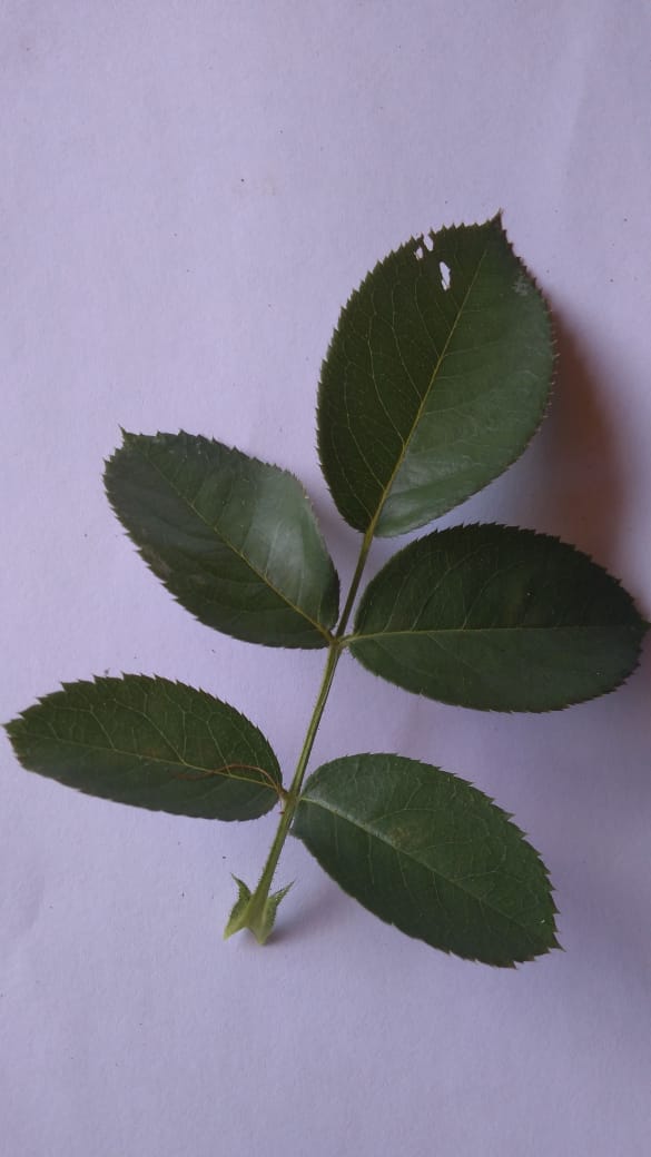 Morfologi Tanaman Mawar (Rosa sp.)