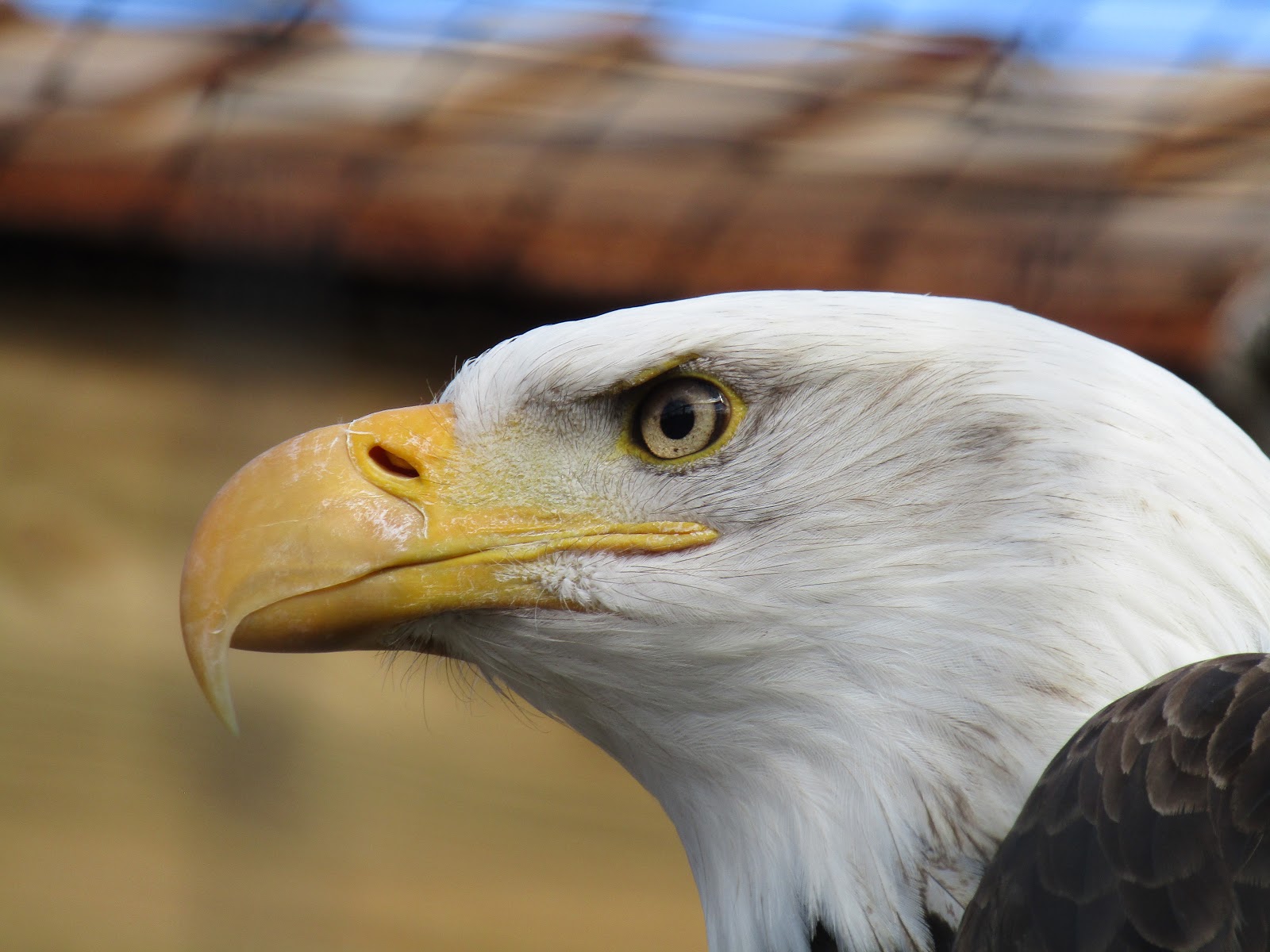 LANGUAGE OF THE EAGLES