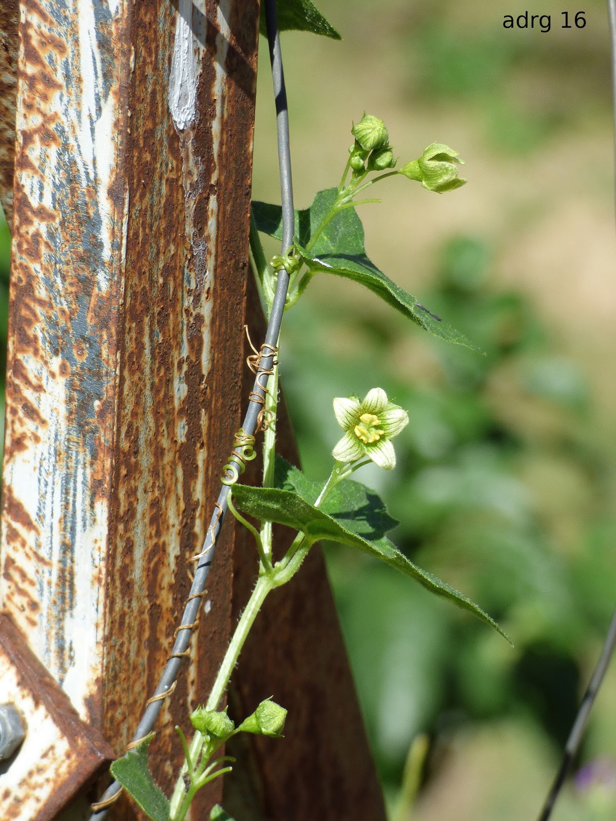 UN AMBIENTALISTA: Cuadernos de Botánica: la nueza