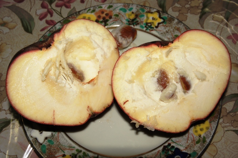 OUR PHILIPPINE TREES: How to Eat Mabolo without the Added Fuzz