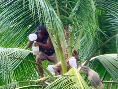 cocoloco - "the healthiest sugar": Right Sugar for our Health