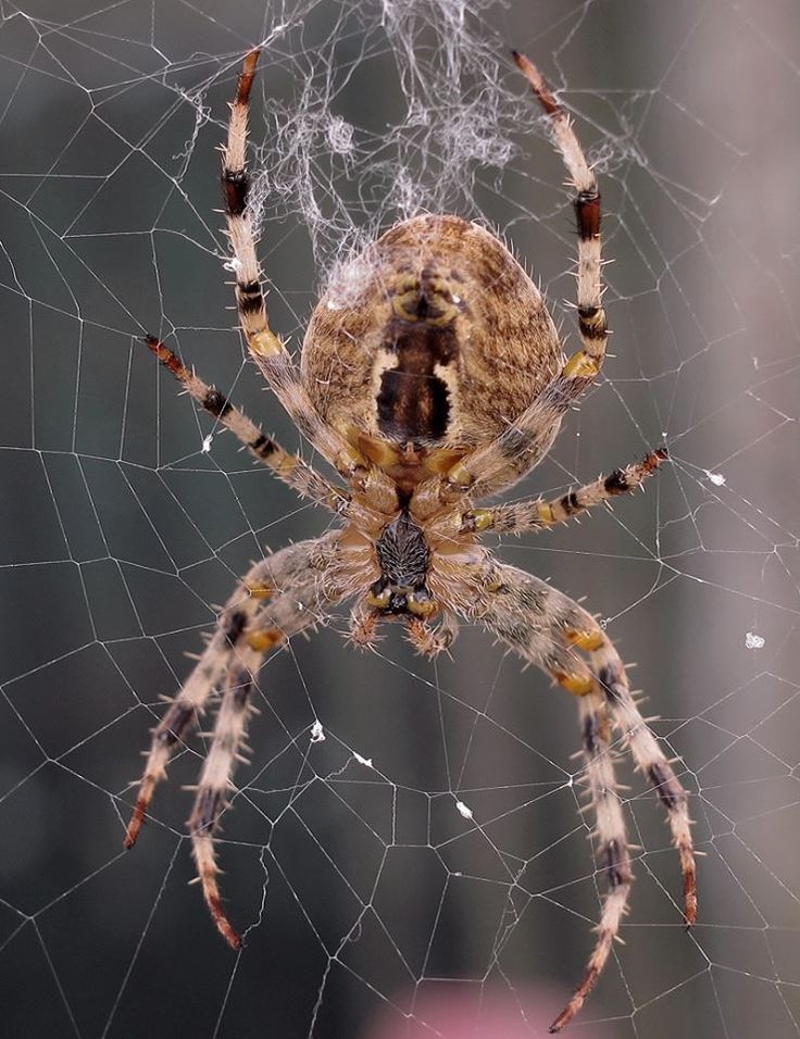 A group of the finest and most beautiful rare spiders | TOOOPIC