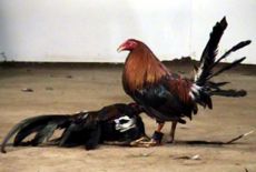 Gallos Y Galleros: Lo Fino En El Combate.