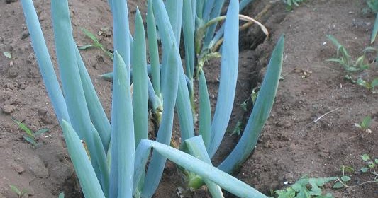 Edo - the EDOPEDIA -: asagi color