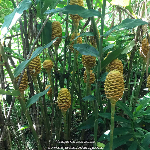 Jengibre de Colmena o Flor de Maraca (Zingiber Spectabile) - "Mi Jardín ...