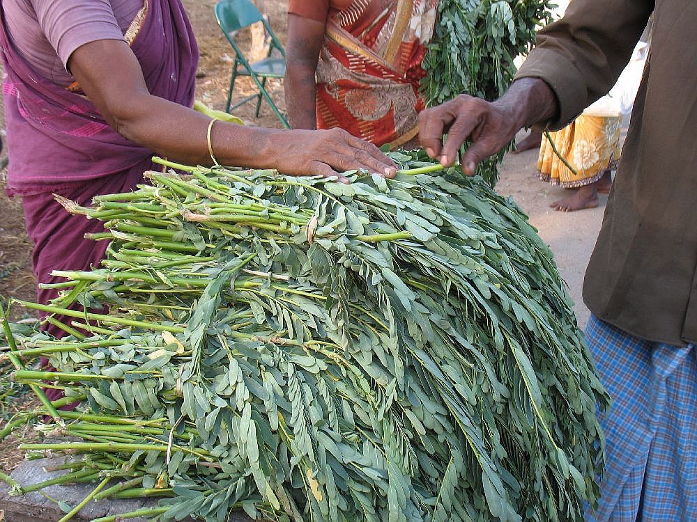 Agathi Keerai - ARUNACHALA GRACE