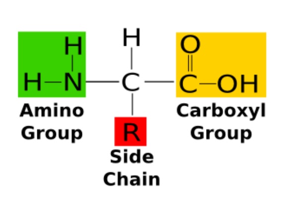 Student Study Notes: STPM Biology Biological Molecules Part 13 Amino Acids