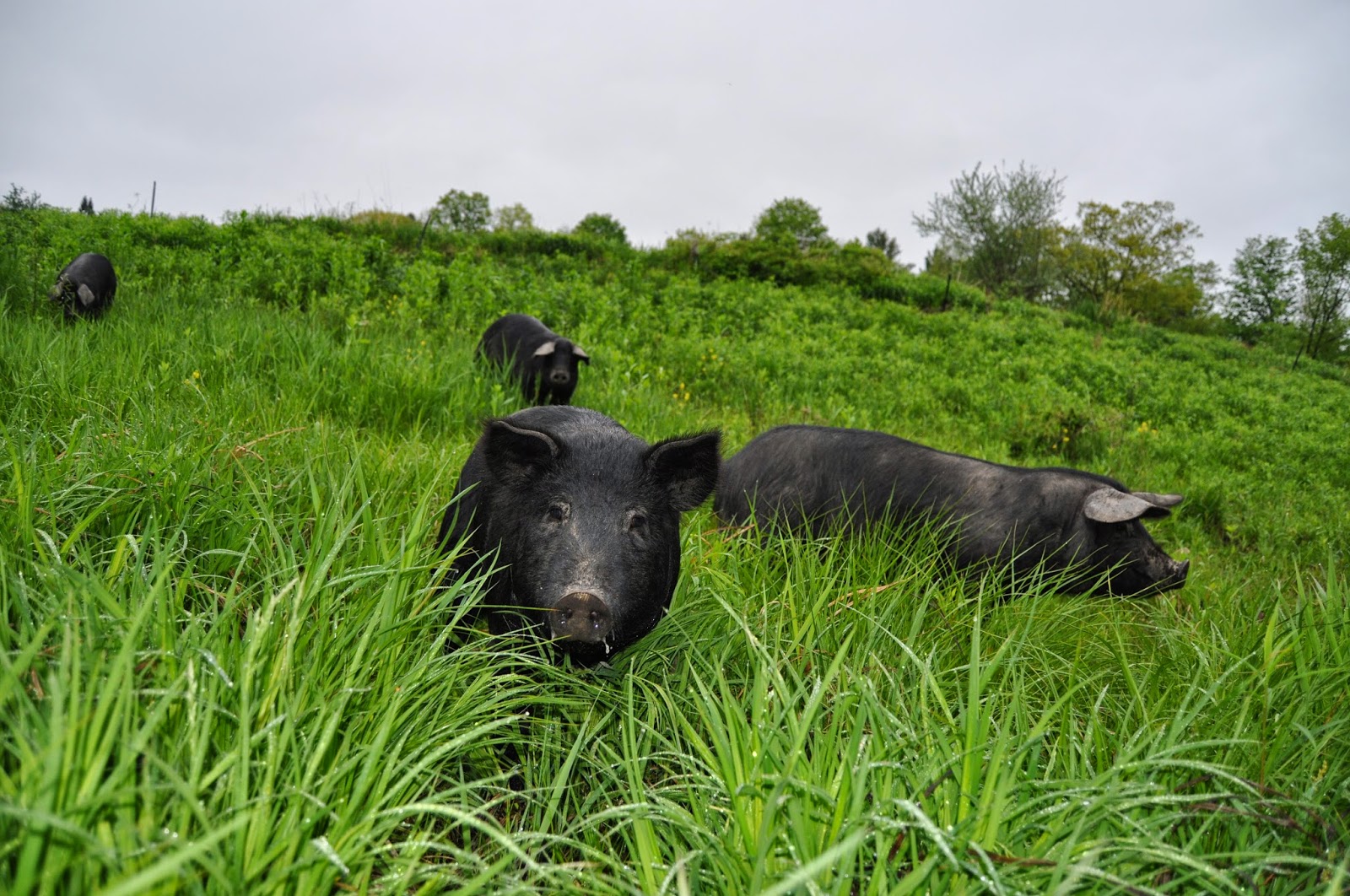 Climbing Tree Farm: Beautiful Morning at Climbing Tree Farm/ Young Pig ...