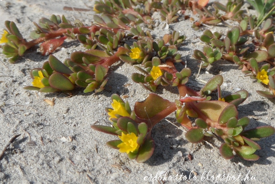 Kövér porcsin (Portulaca oleracea) az ehető gyom, de annál sokkal több ...