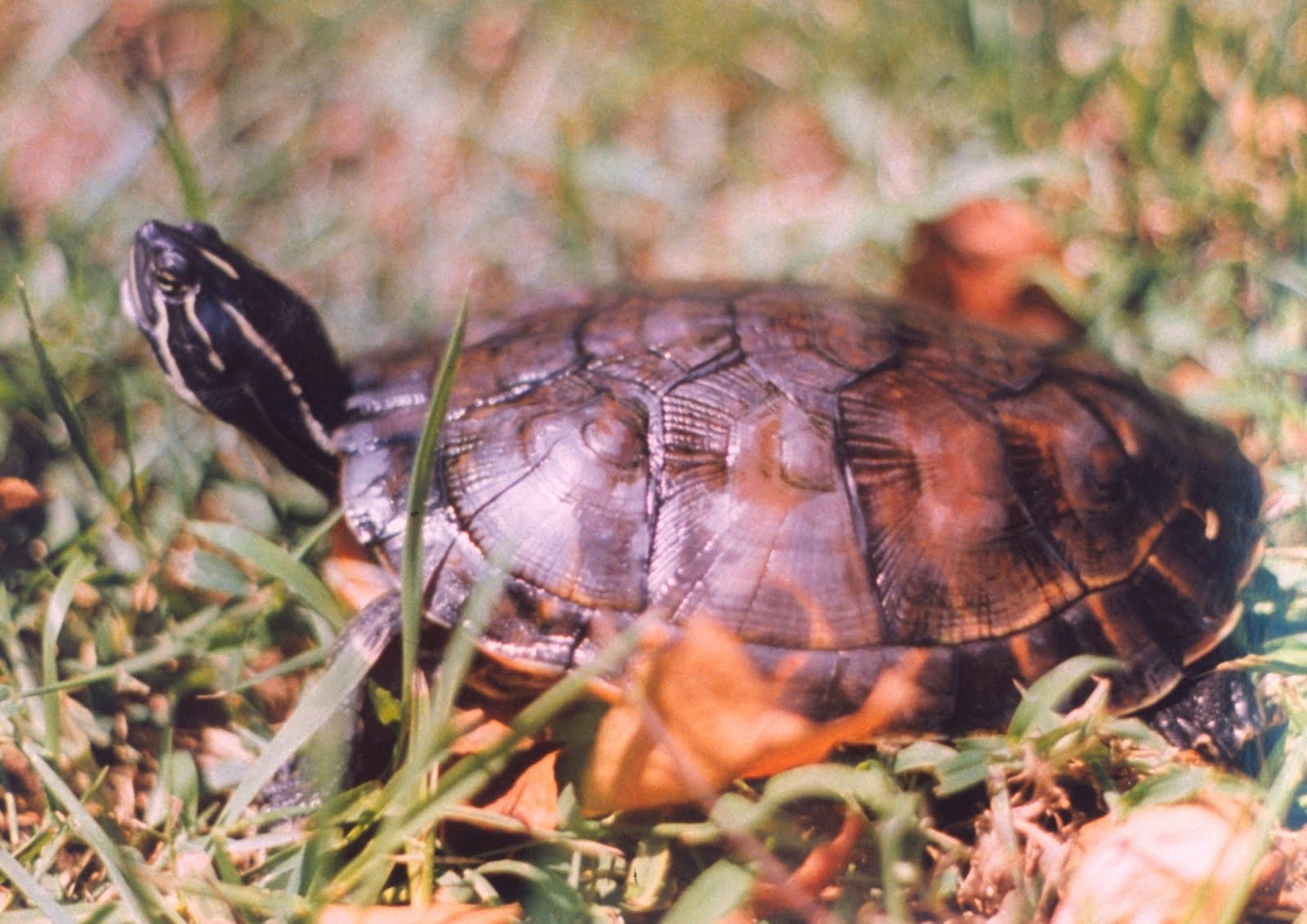 Turtle Pictures: Northern red-bellied cooter - Pseudemys rubriventris