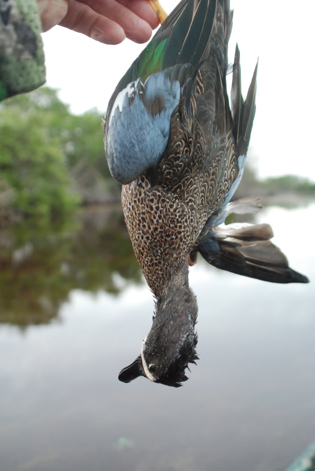 OUTSIDE AGAIN ADVENTURES: TEAL HUNTING THE YUCATAN